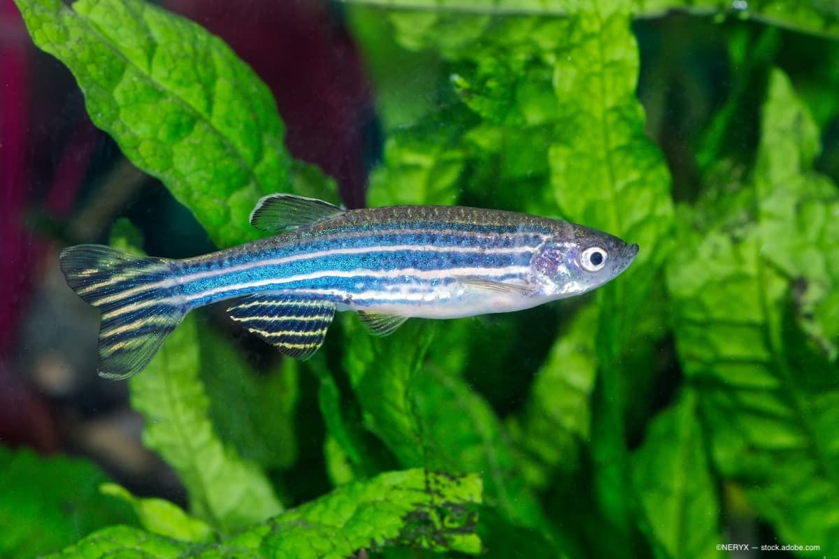 Seeing the future: Zebrafish regenerates fully functional photoreceptor ...