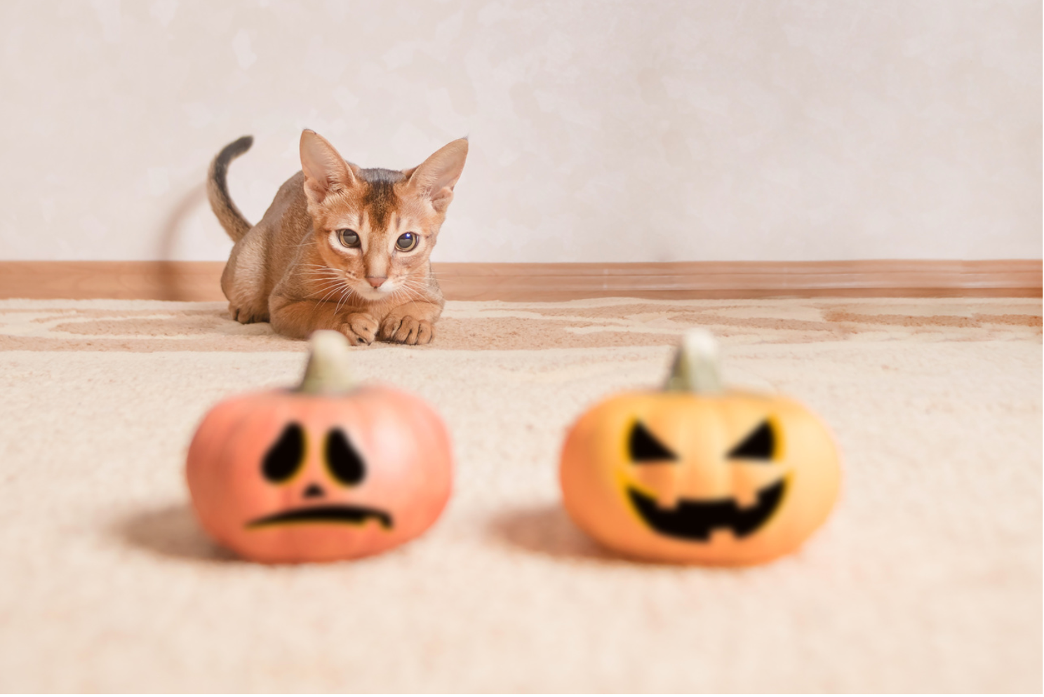 Stay Safe This Halloween