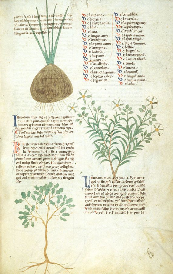 Fun Fact: What Alcohol-infused Drug Was Used to Treat Plague Victims in ...