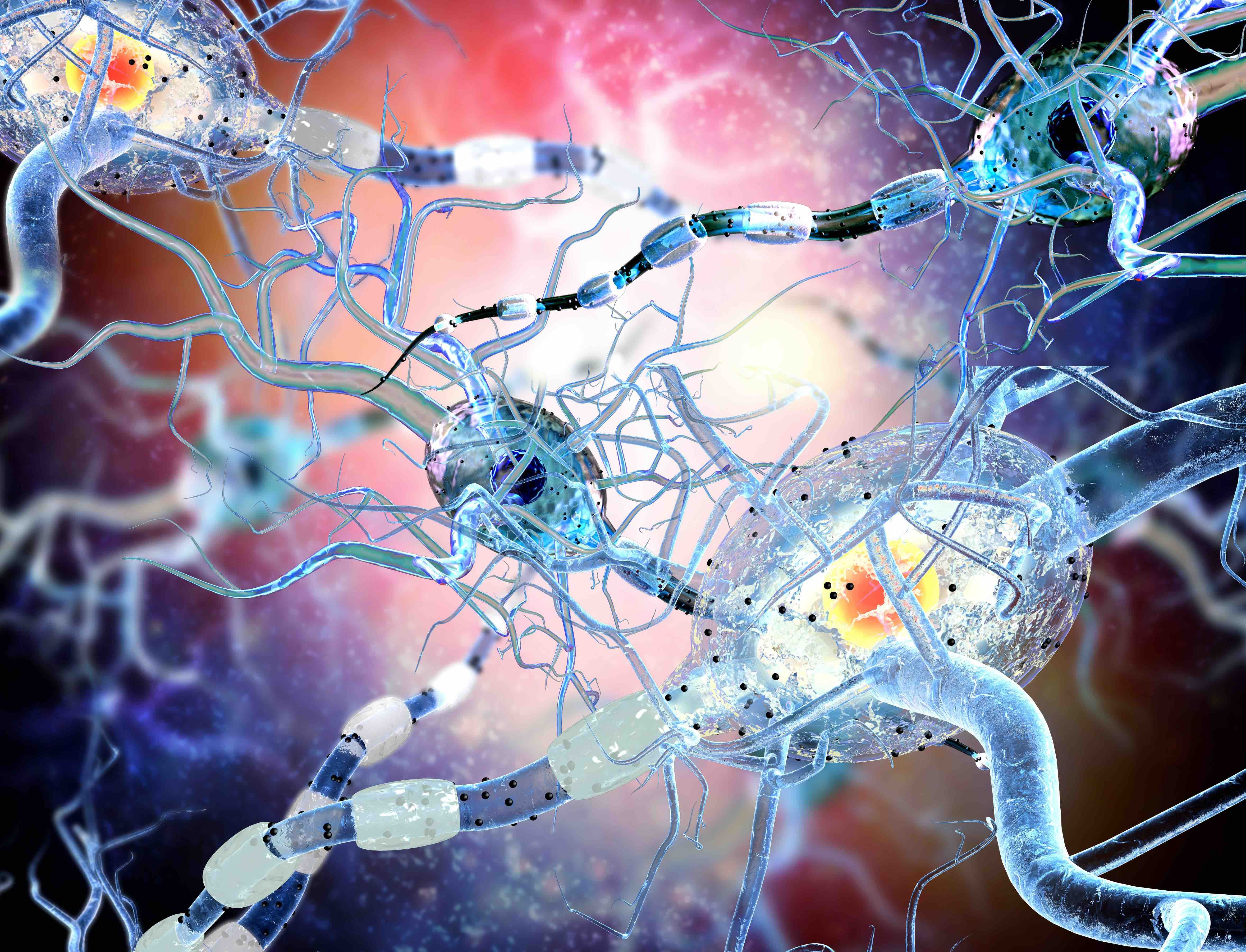 N-acetylglucosamine May Promote Myelin Repair in Multiple Sclerosis