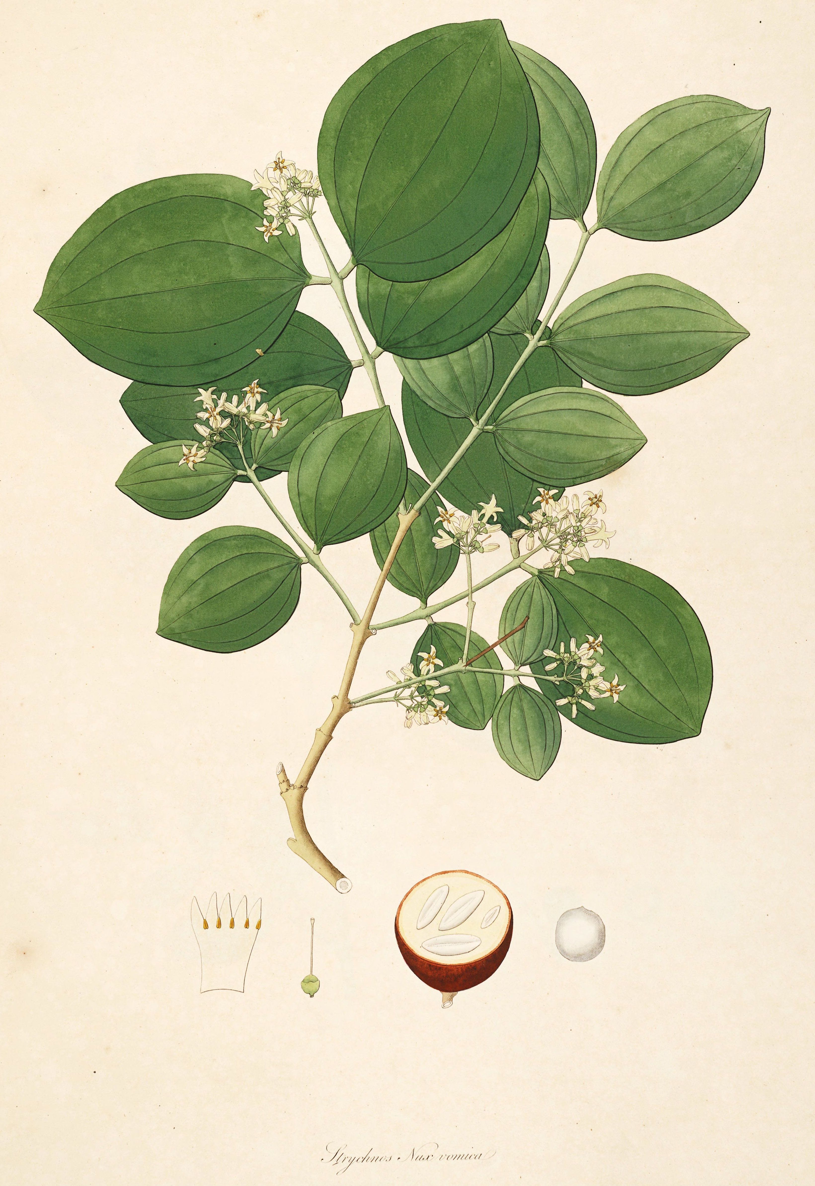 Pharmacy Fact: The Case of a Sailor’s Accidental Death Following His ...