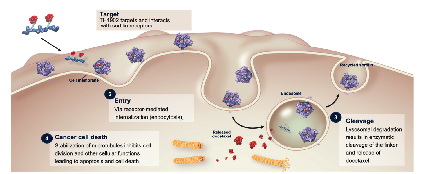 Sortilin Targeted Peptide-Drug Conjugates: A New Mechanism to Extend ...