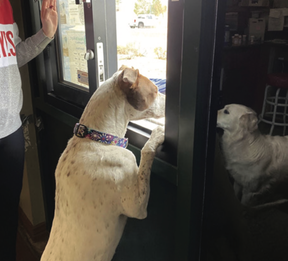 FDA Approves Solensia to Control Osteoarthritis Pain in Cats