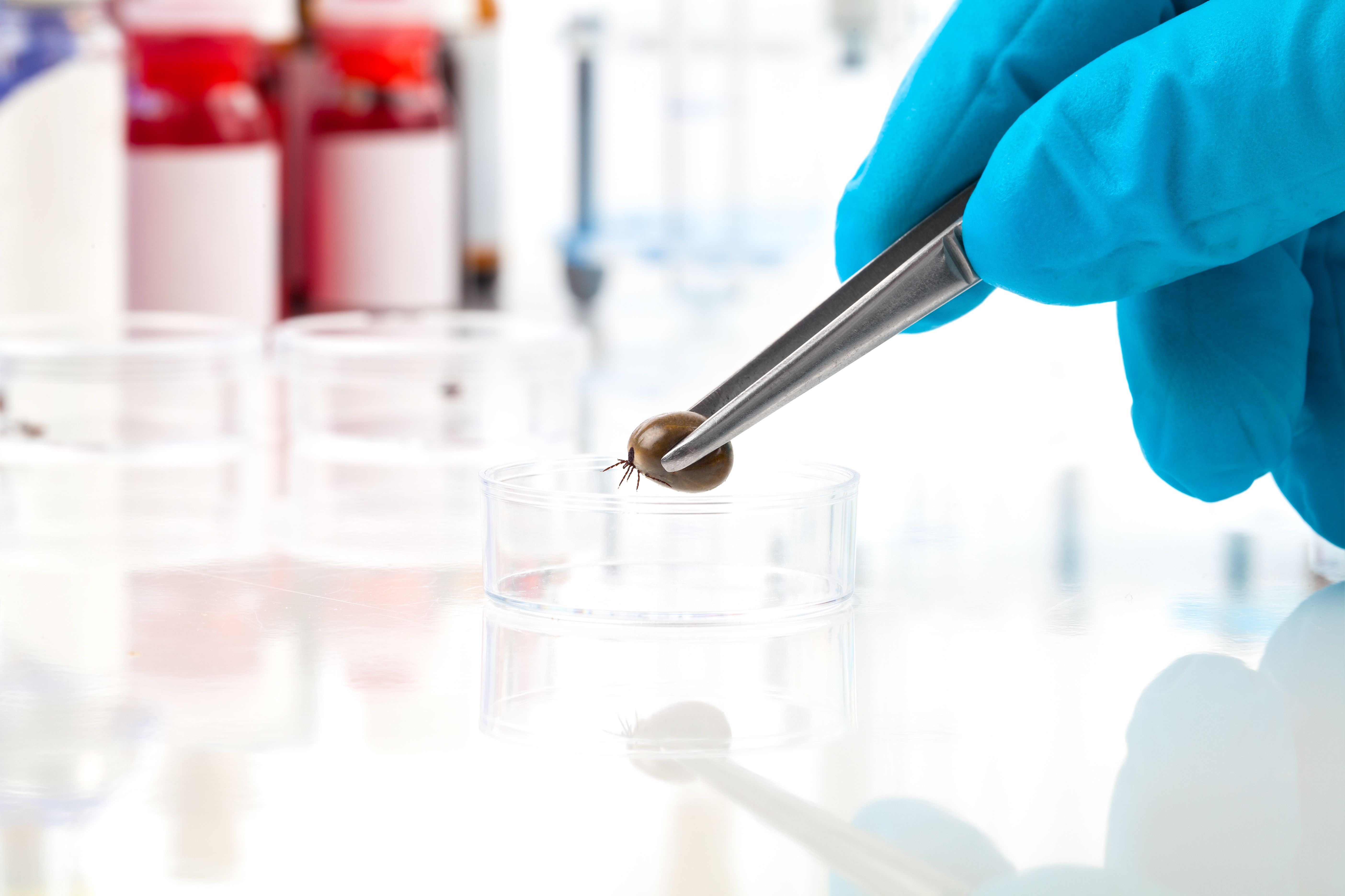 Pfizer, Valneva Initiate Phase 3 Study for Investigational Lyme Disease ...