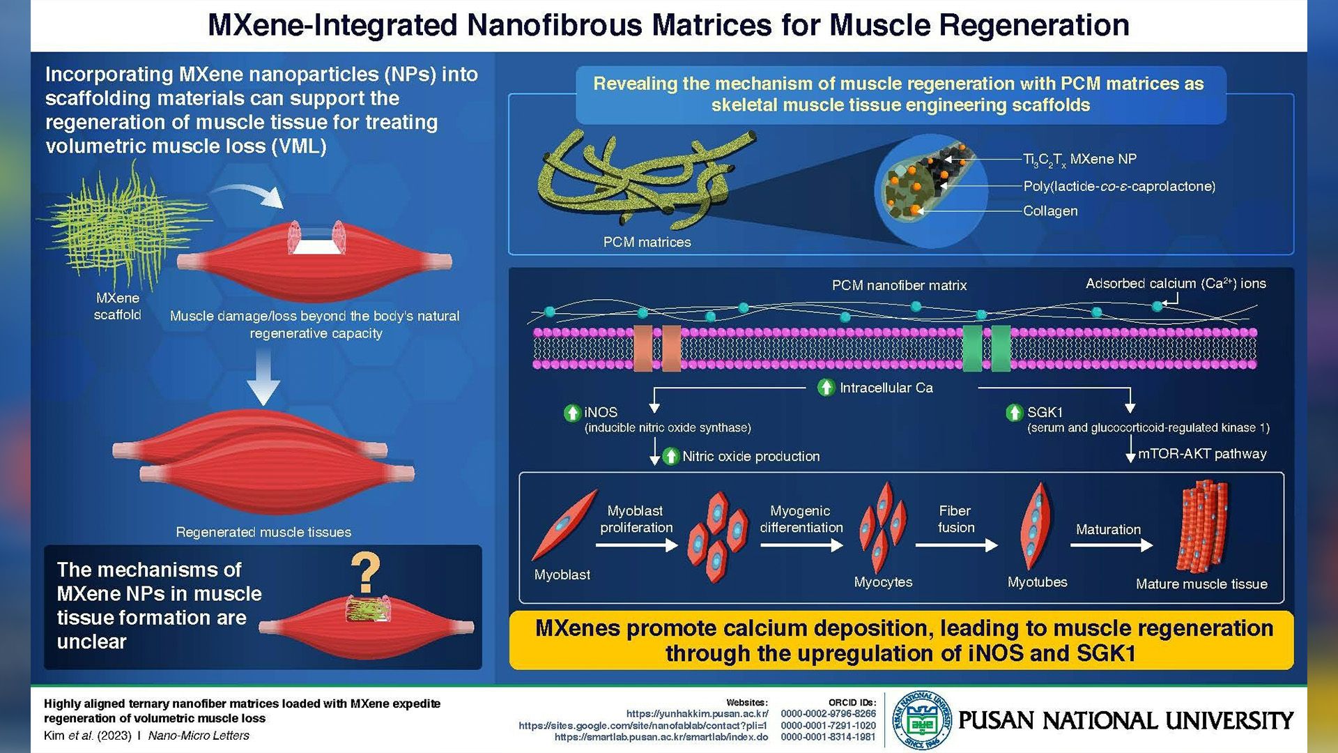 Pusan National University Announces Potential Breakthrough for Muscle ...