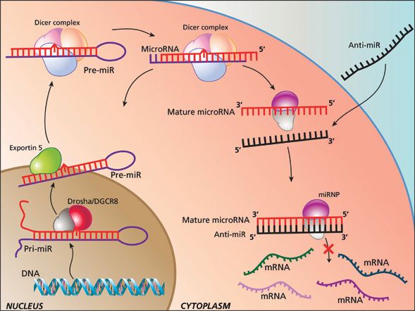 Perspectives in MicroRNA Therapeutics