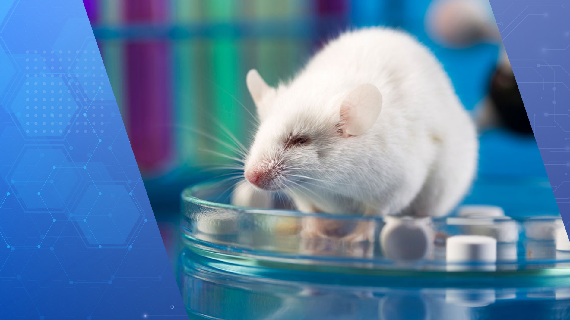 EMA Seeks Opinion on Animals Used in Drug Development | Pharmaceutical ...