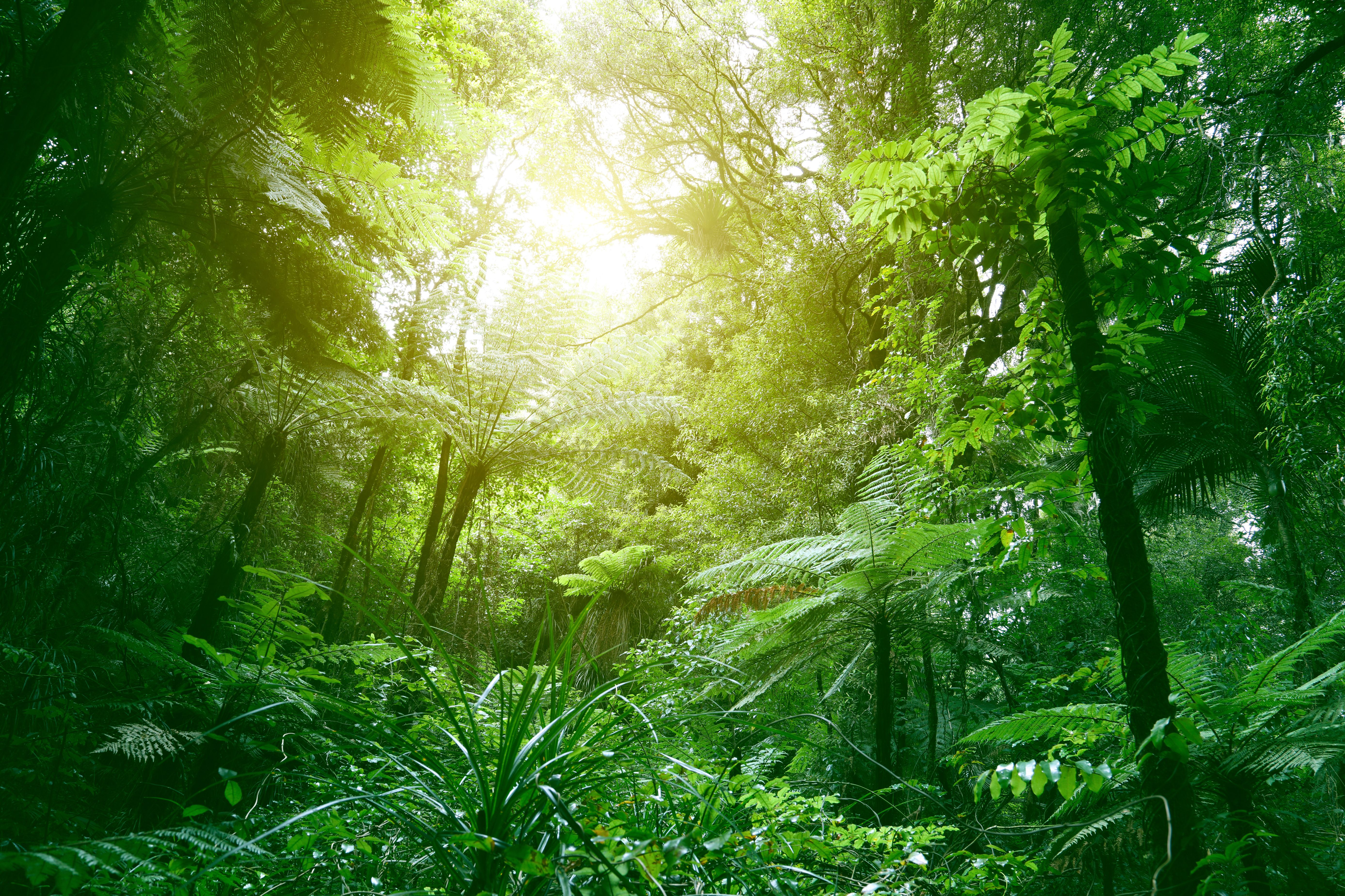 Nature Nurtures: Evidence for Nature’s Impact on Mental Well-Being ...