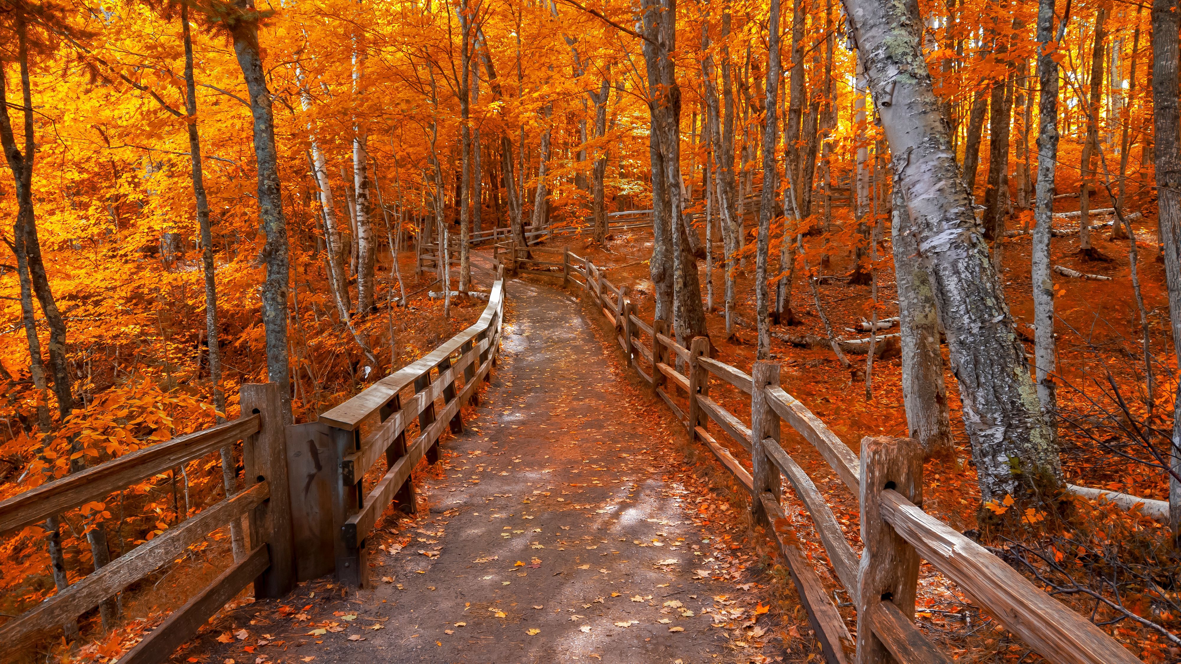 The Autumn Leaves, Death, and Dying | Psychiatric Times