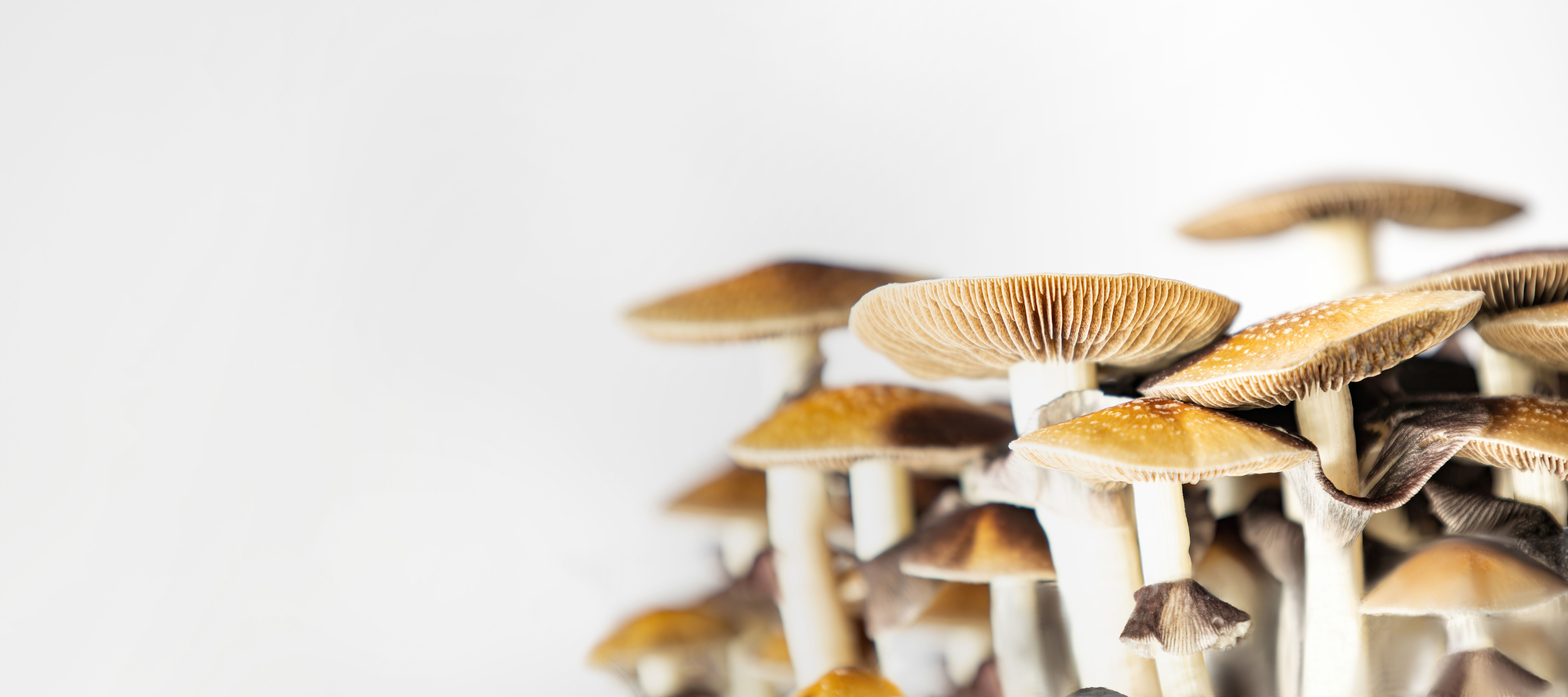 Investigational Psilocybin for PTSD and Ongoing Trials | Psychiatric Times