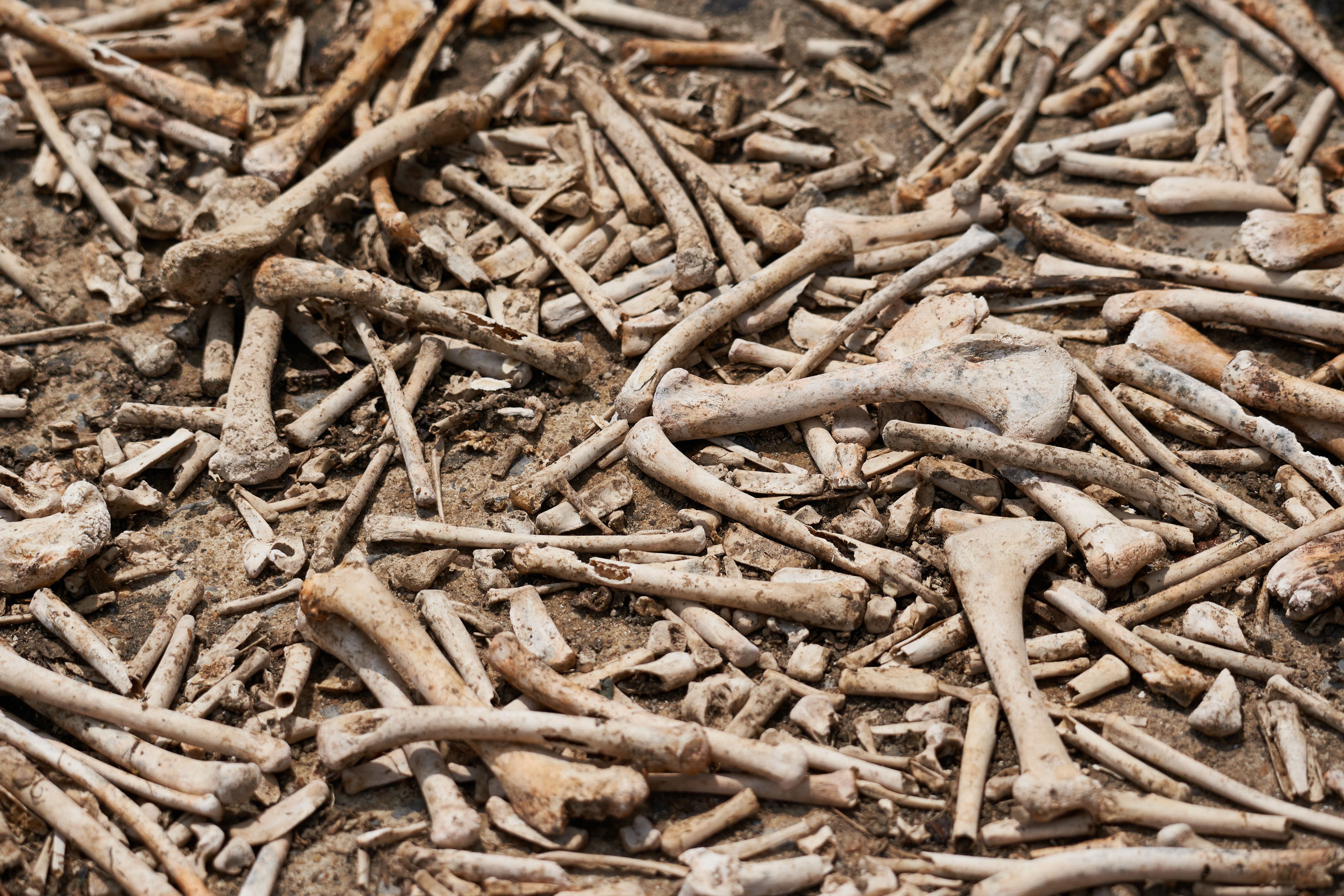 Collagen Preservation in Archaeological Bone Using NIR Spectroscopy ...