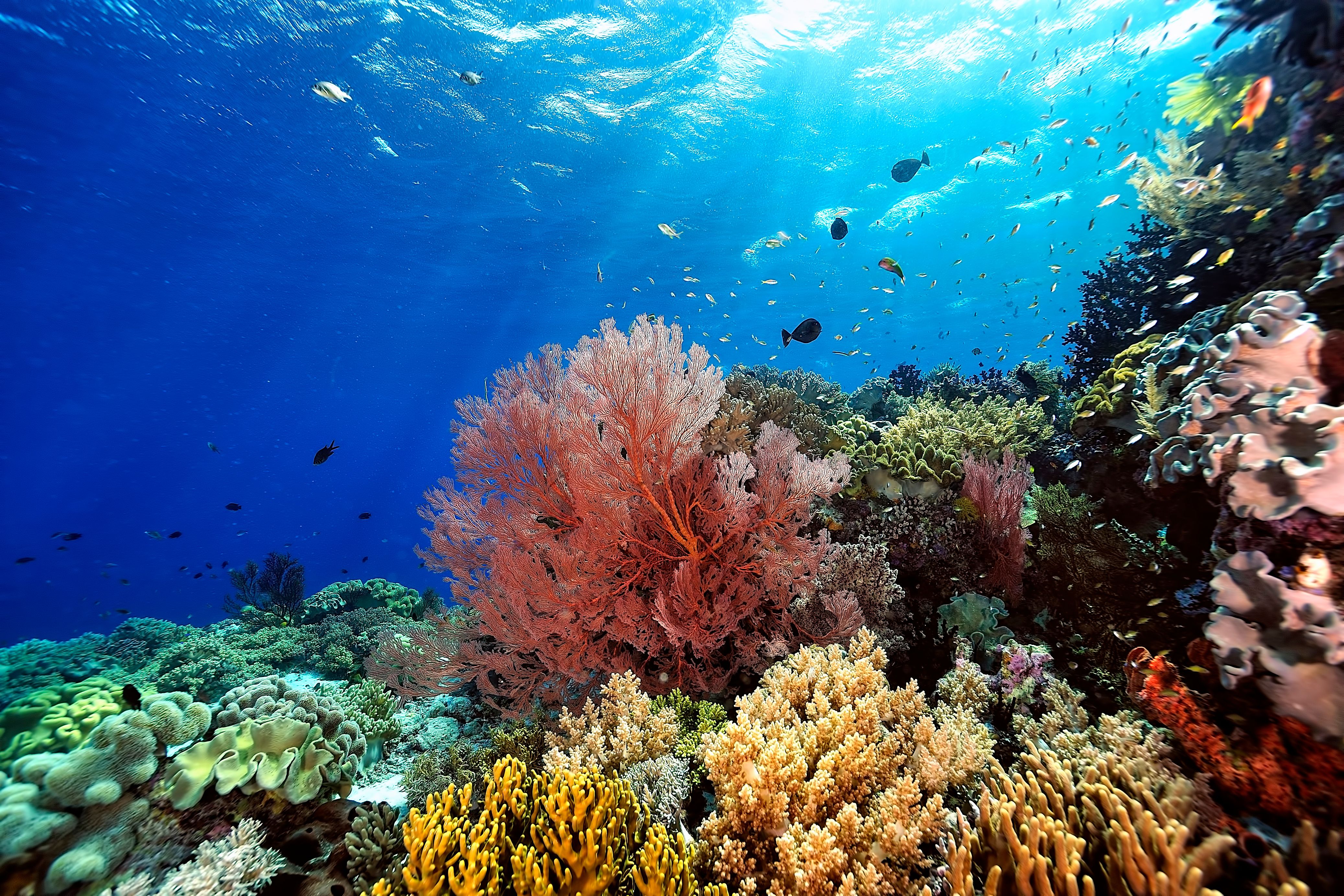 Satellite Spectroscopy Matches Airborne Accuracy in Coral Reef Mapping ...