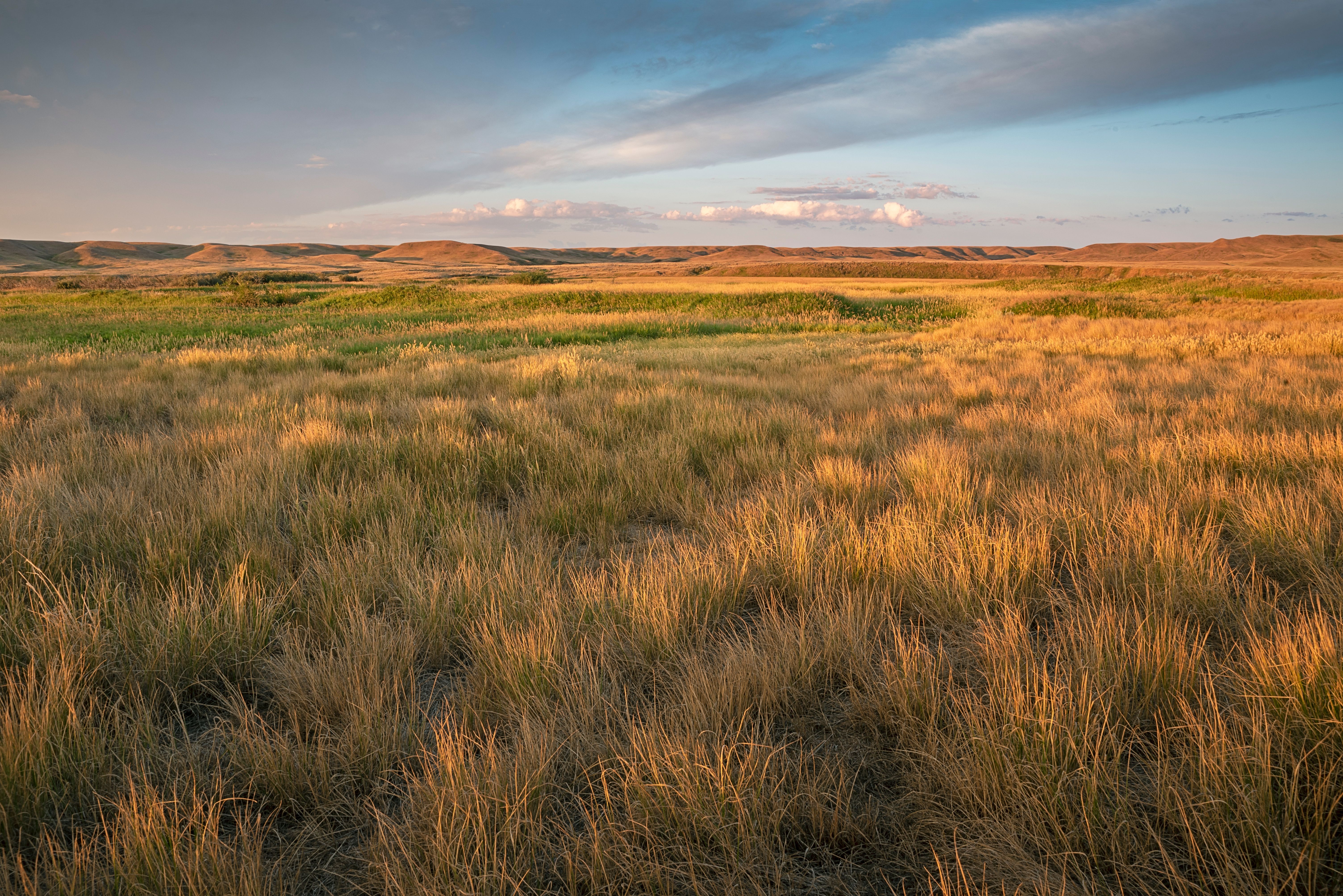 Identification and Classification of Degradation-Indicator Grass ...