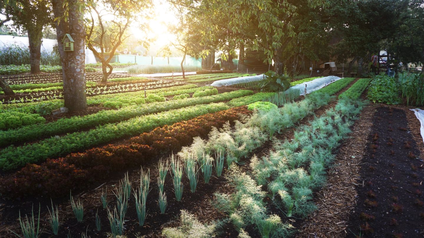 Farmers Friend | Greenhouses, Tunnels, Farm Tools & Farming Supplies