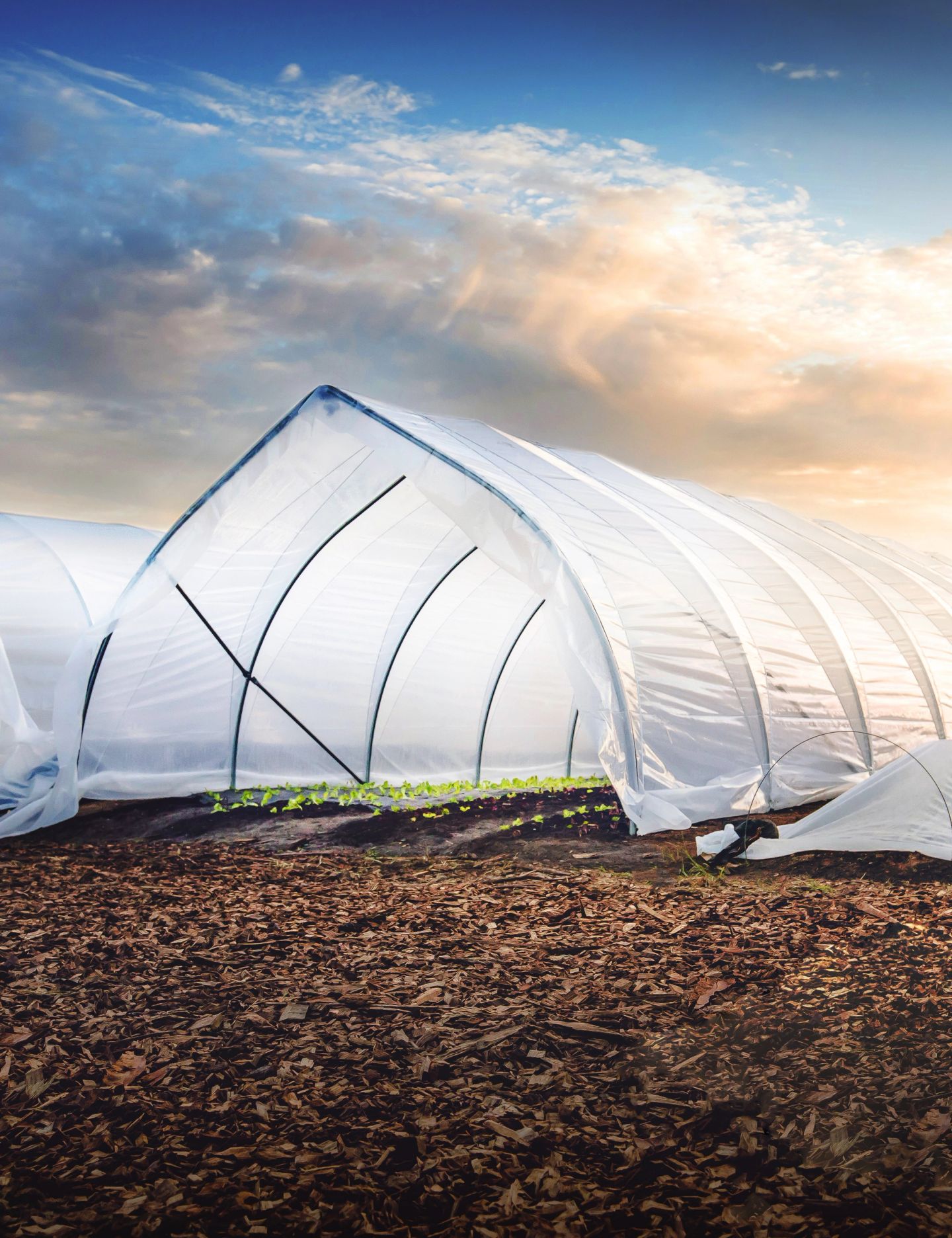 Gothic Caterpillar Tunnel | Farmers Friend