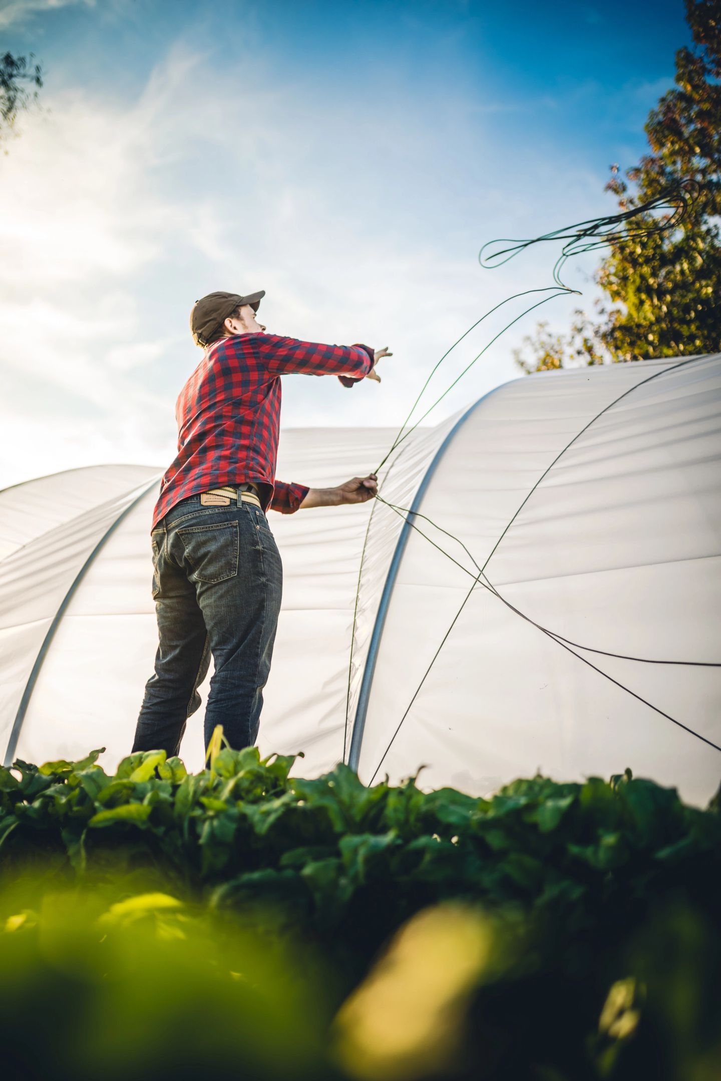Gothic Caterpillar Tunnel | Farmers Friend
