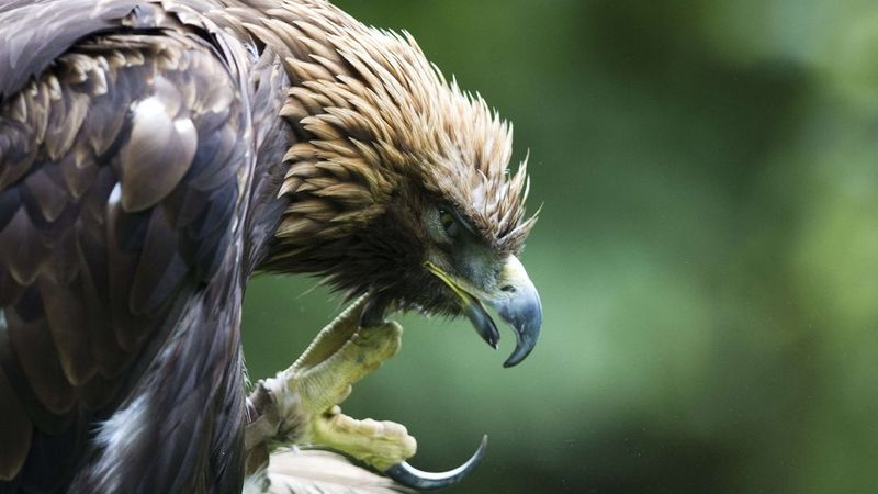 Learn from what the old eagle does... | Sugar.mn