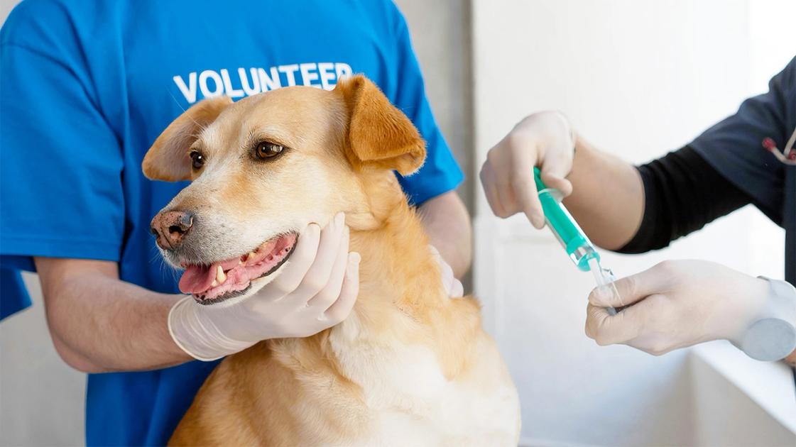Why Distemper Vaccines Are Essential To Protect Your Dog’s Life - Petra