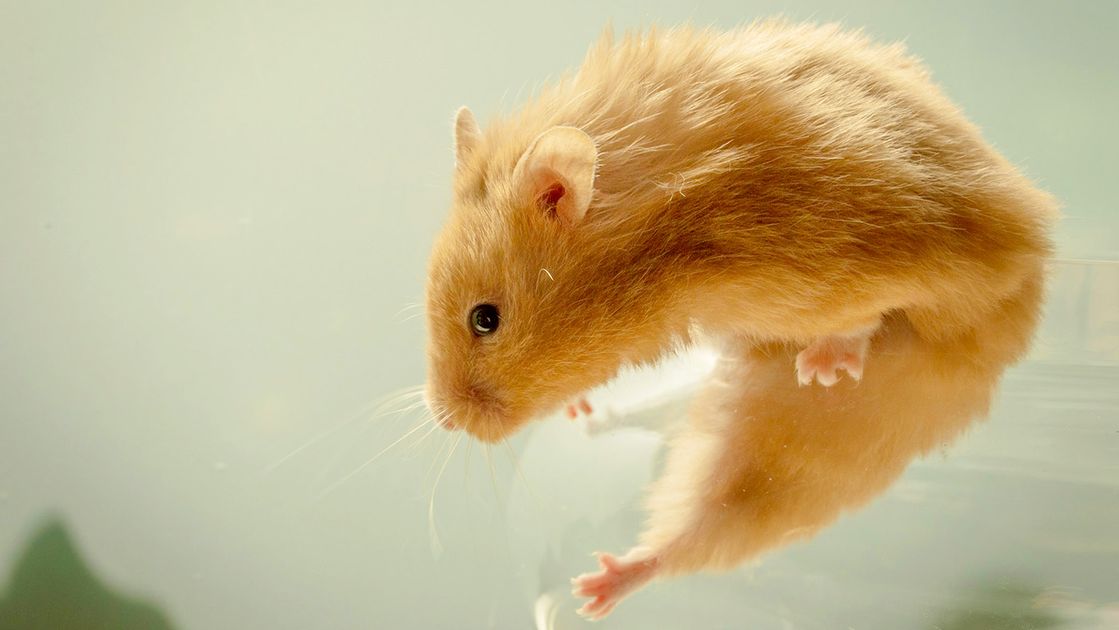 Hamster Escape Guide For Pet Parents How To Prevent Breakouts And ...