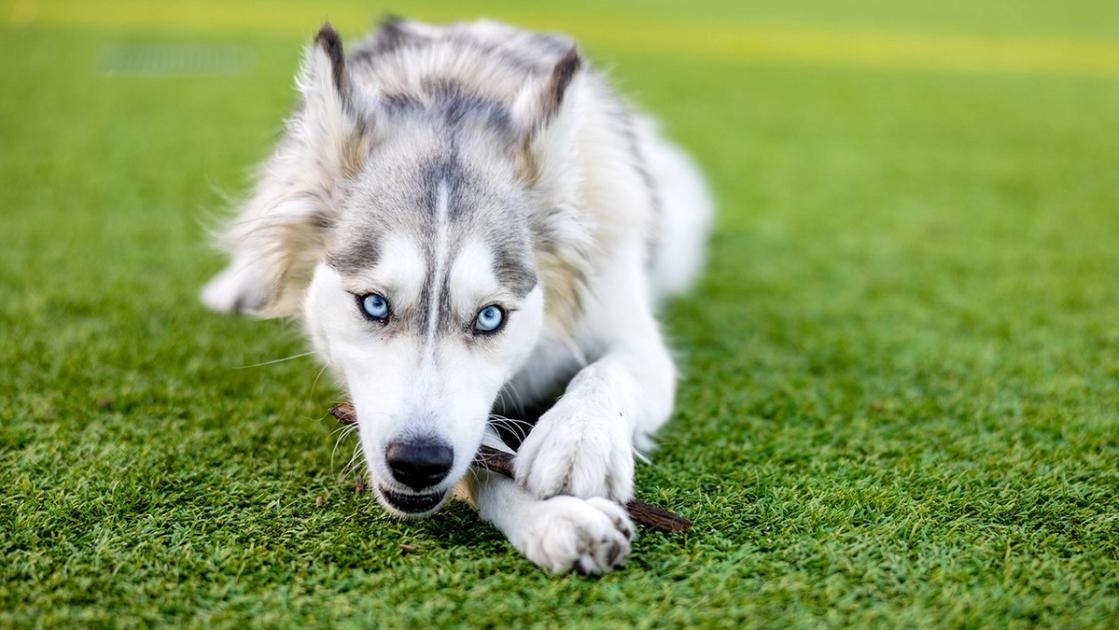 Why Dogs Eat Poop And How To Gently Stop Coprophagia - Petra