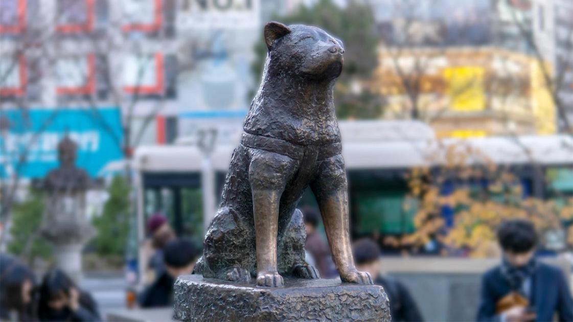 The True Story of Hachiko The Loyal Akita Who Waited a Lifetime - Petra