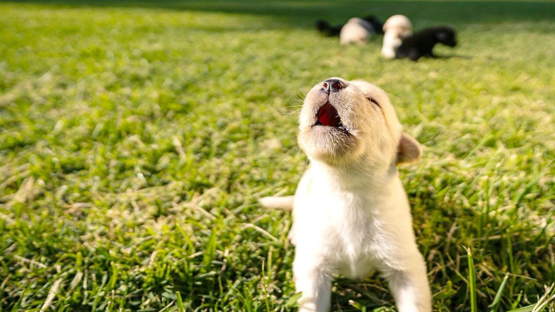 Reverse Sneezing in Dogs Explained and What Pet Parents Can Safely Do ...