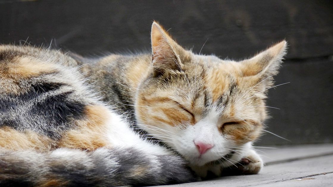 Calico Cats Explained The Genetics, Coat Patterns, And Breeds Behind ...