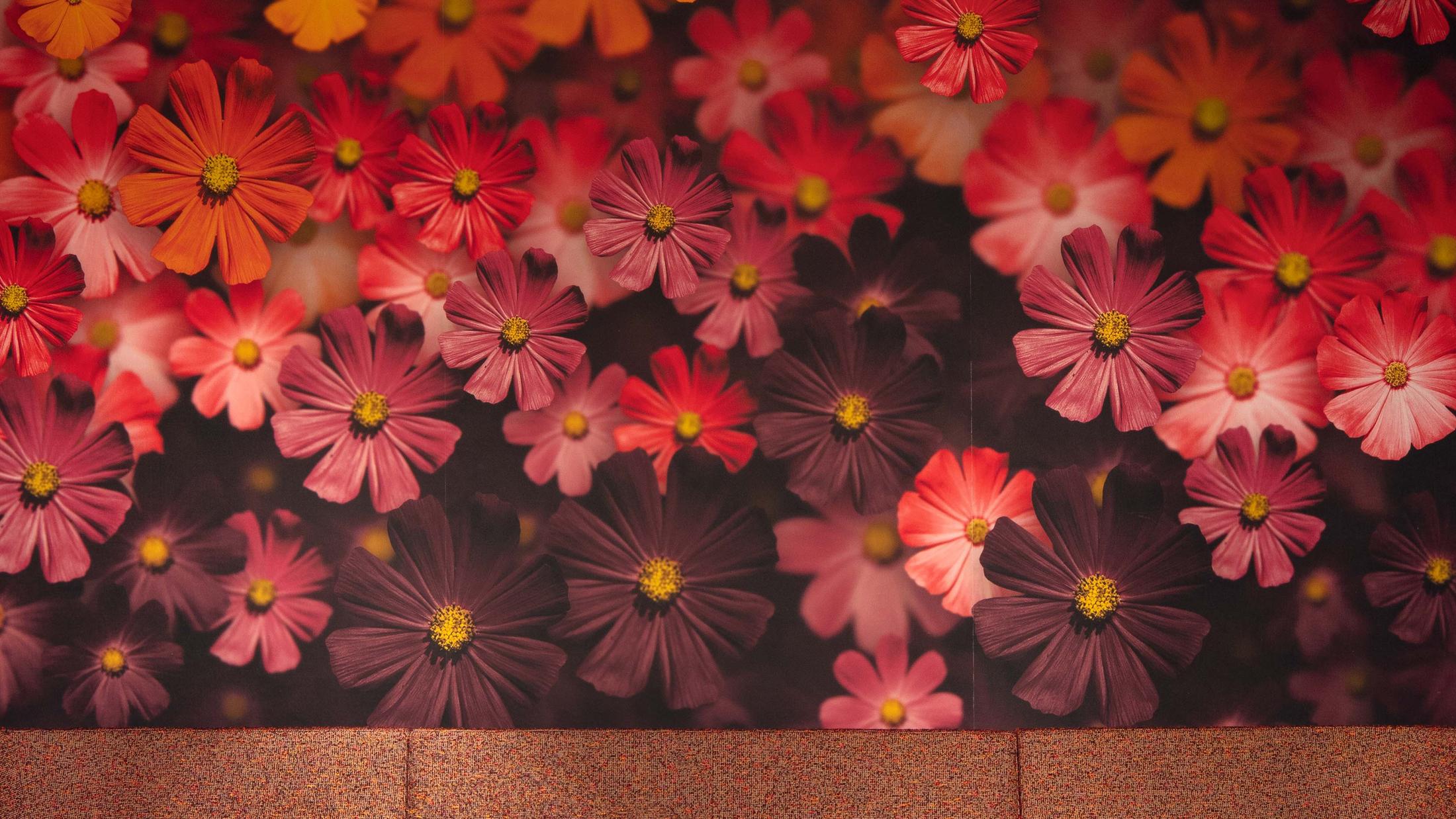 Graphic Wall | Custom