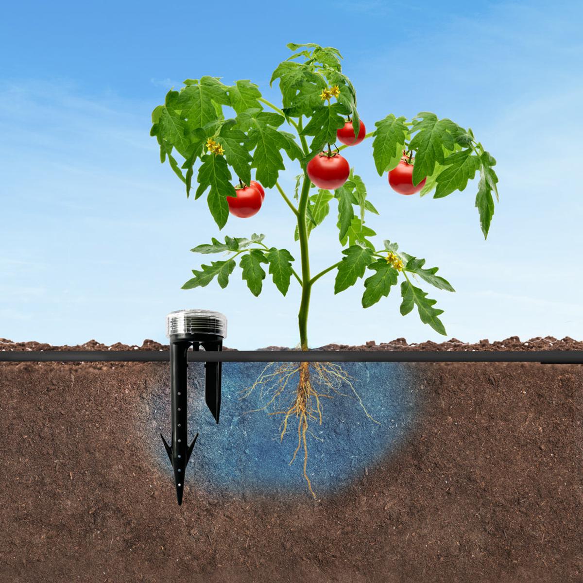 Plant root watering from Root Quencher Spike | Rachio