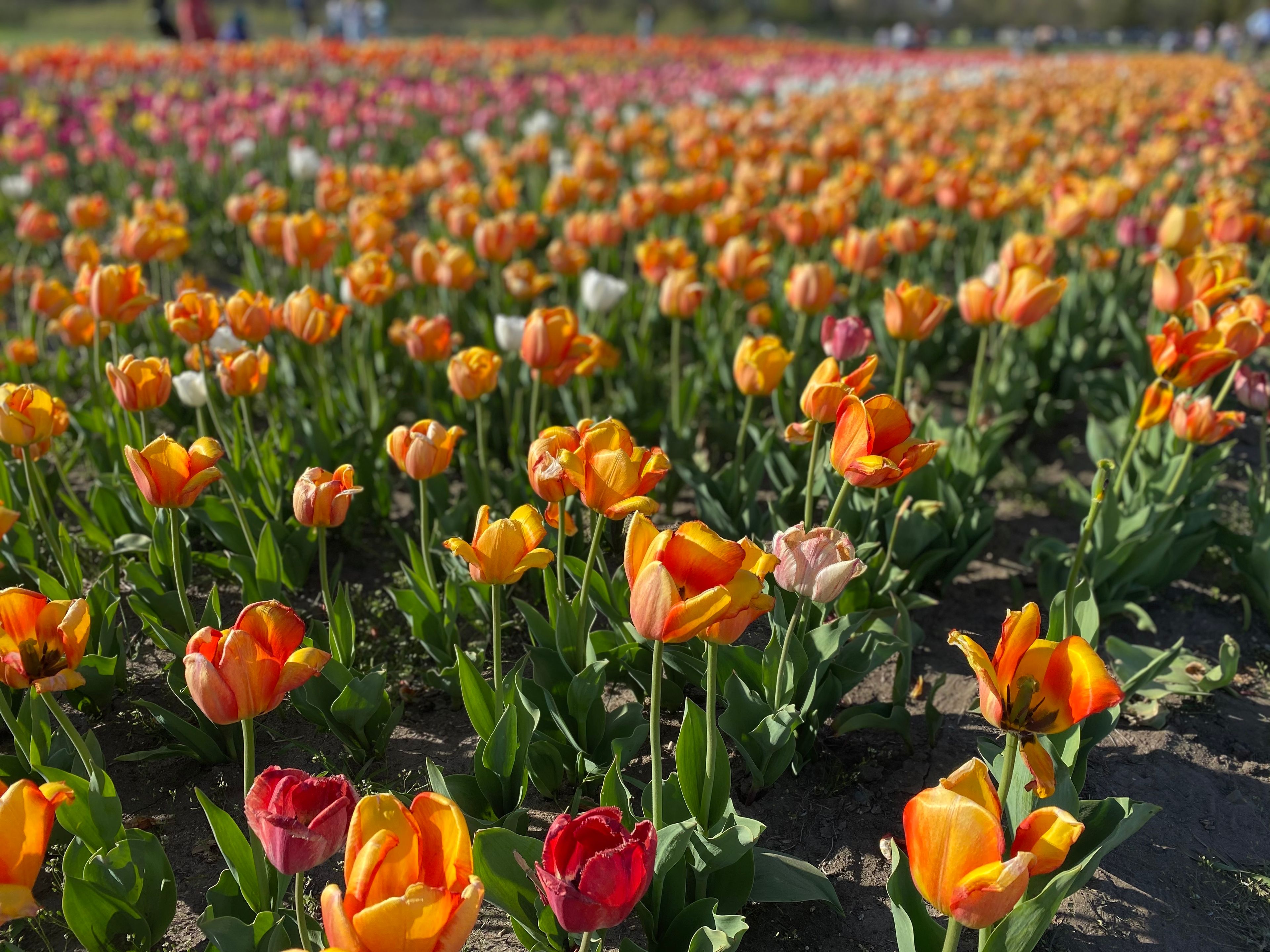 Outdoor Spring Prep Checklist | Rachio