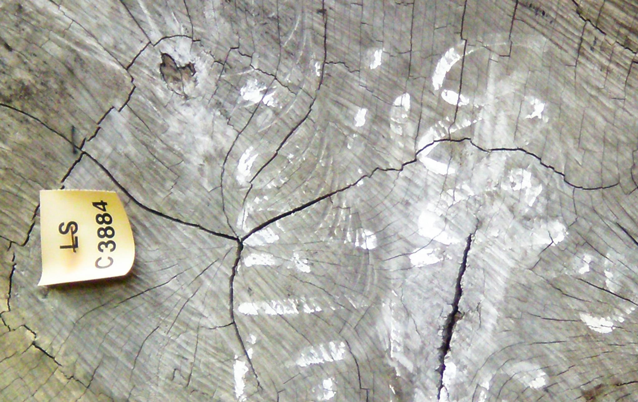 When corruption is entrenched and systemic, more resilient anti ...