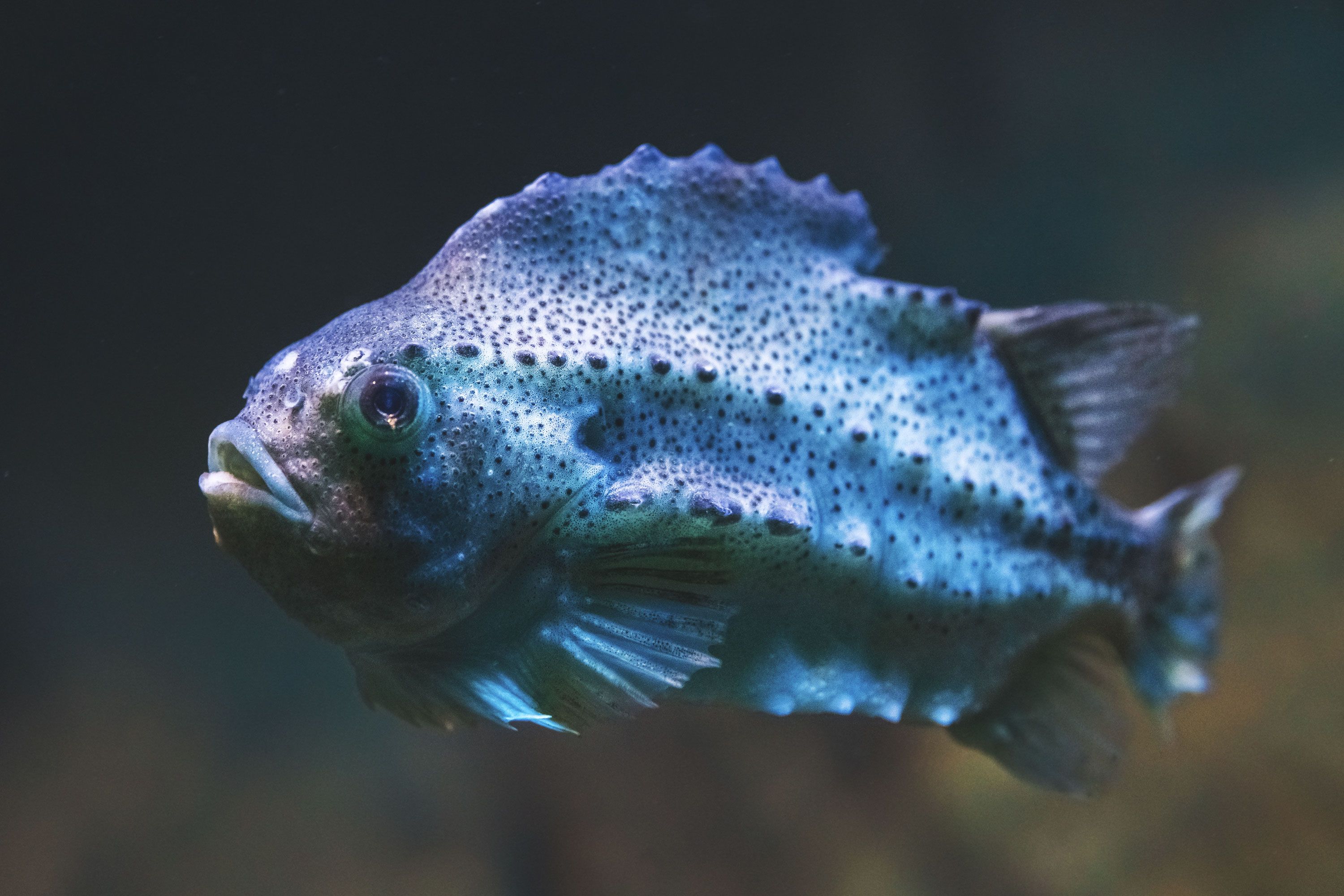 Cleaner fish health and welfare