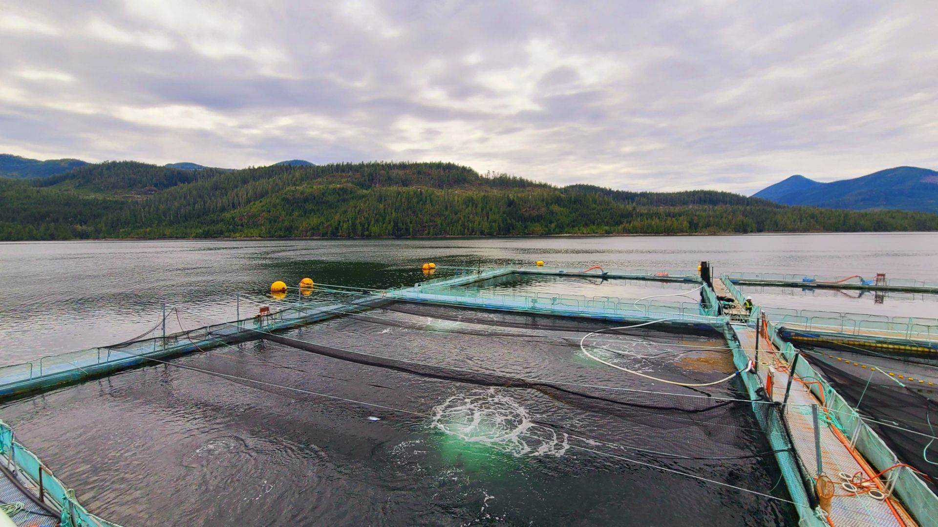 Grieg Seafood’s Esperanza farms achieve ASC certification