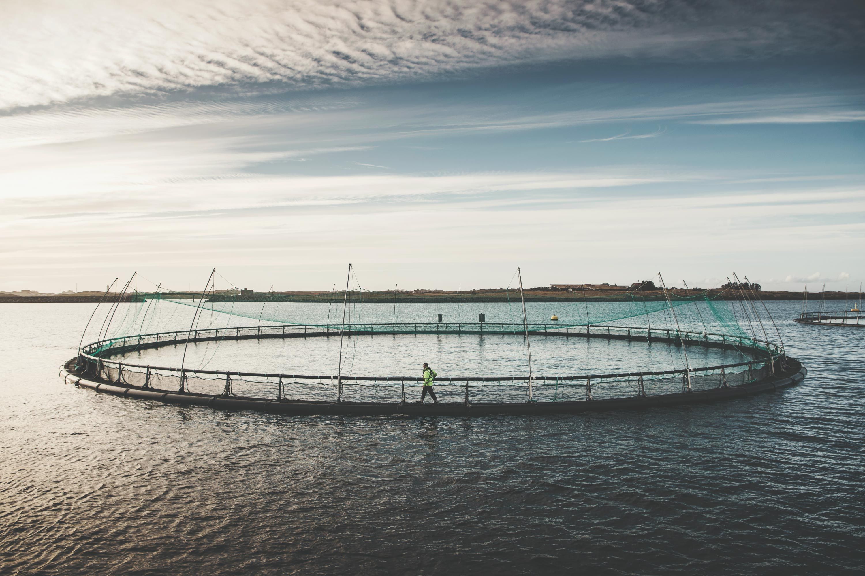 Fiskehelse og velferd