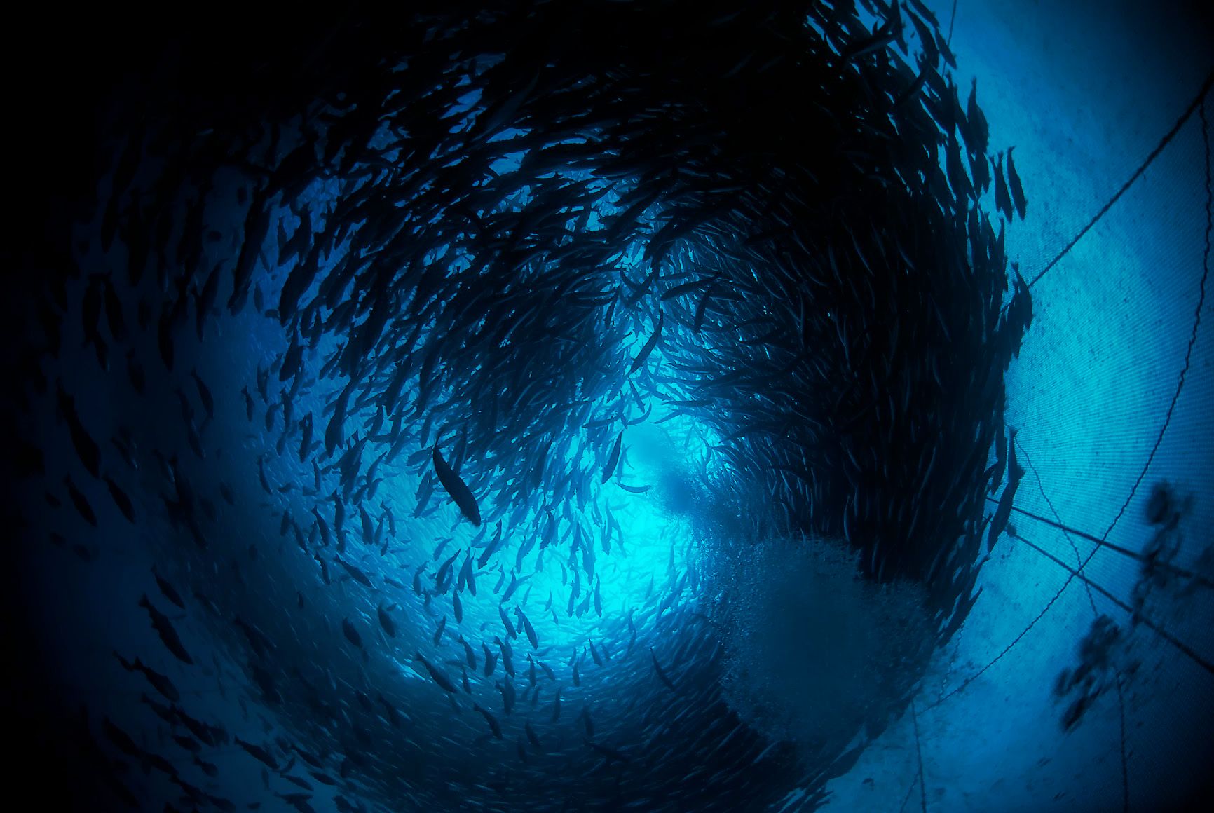 Fish health and welfare