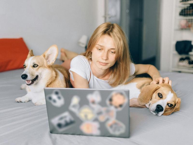 House Hound taps pet-focused Gen Z with luxe doggie care | Canvas8