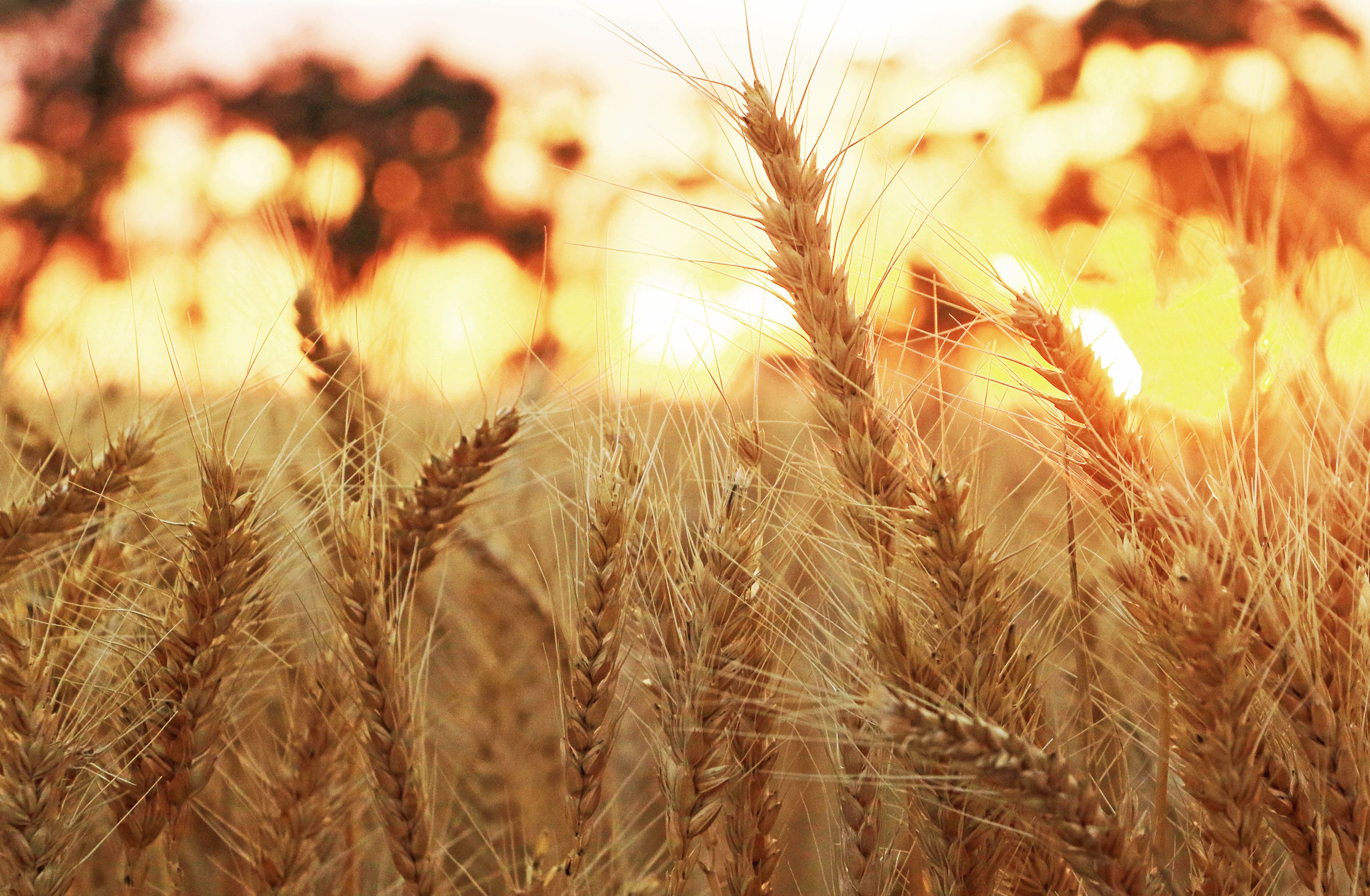 Grains Australia – an industry good company to help deliver enhanced ...