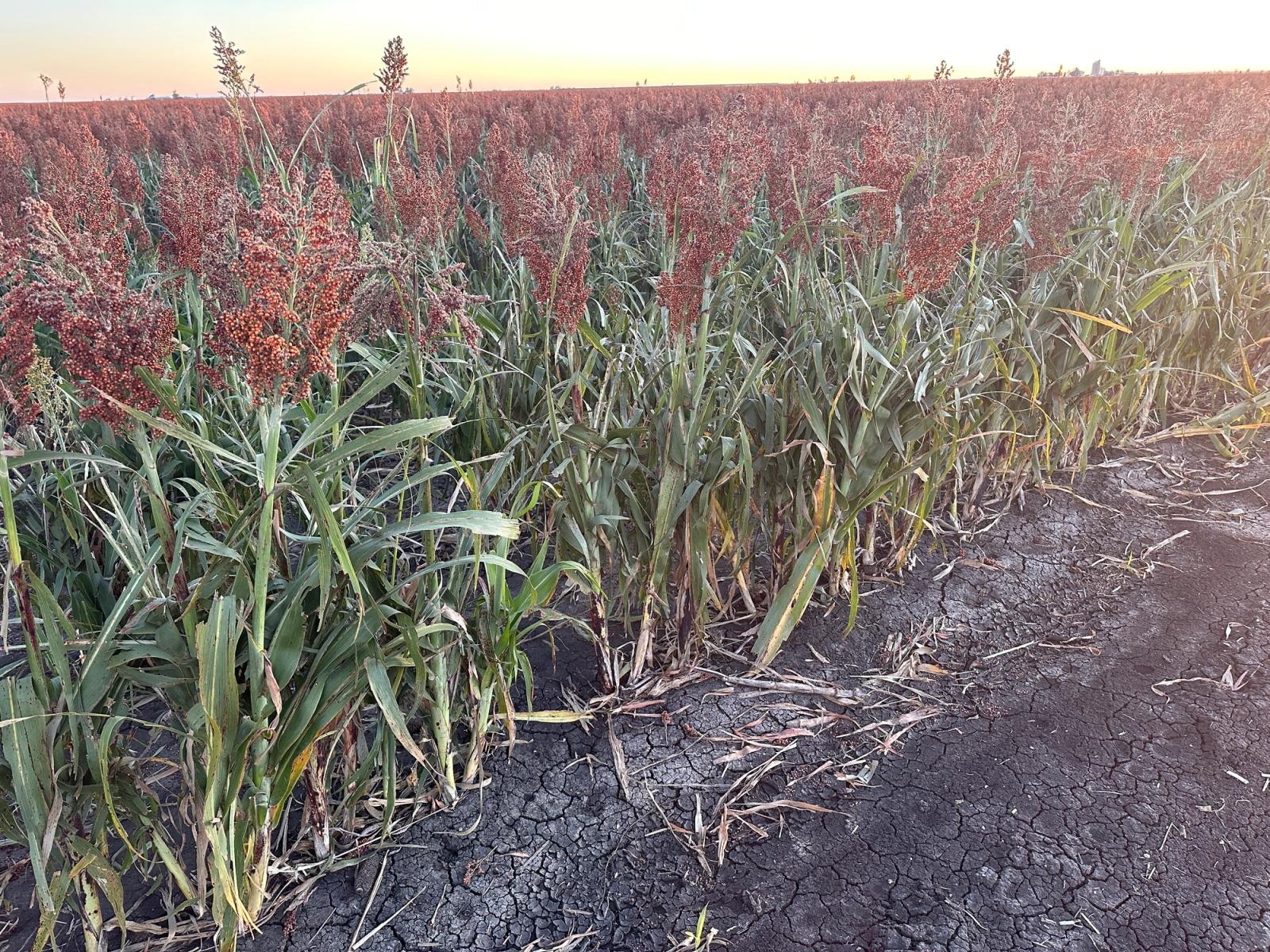 Paddock Perspectives | Wayne & Leanne Ziesemer and family – Amaroo ...