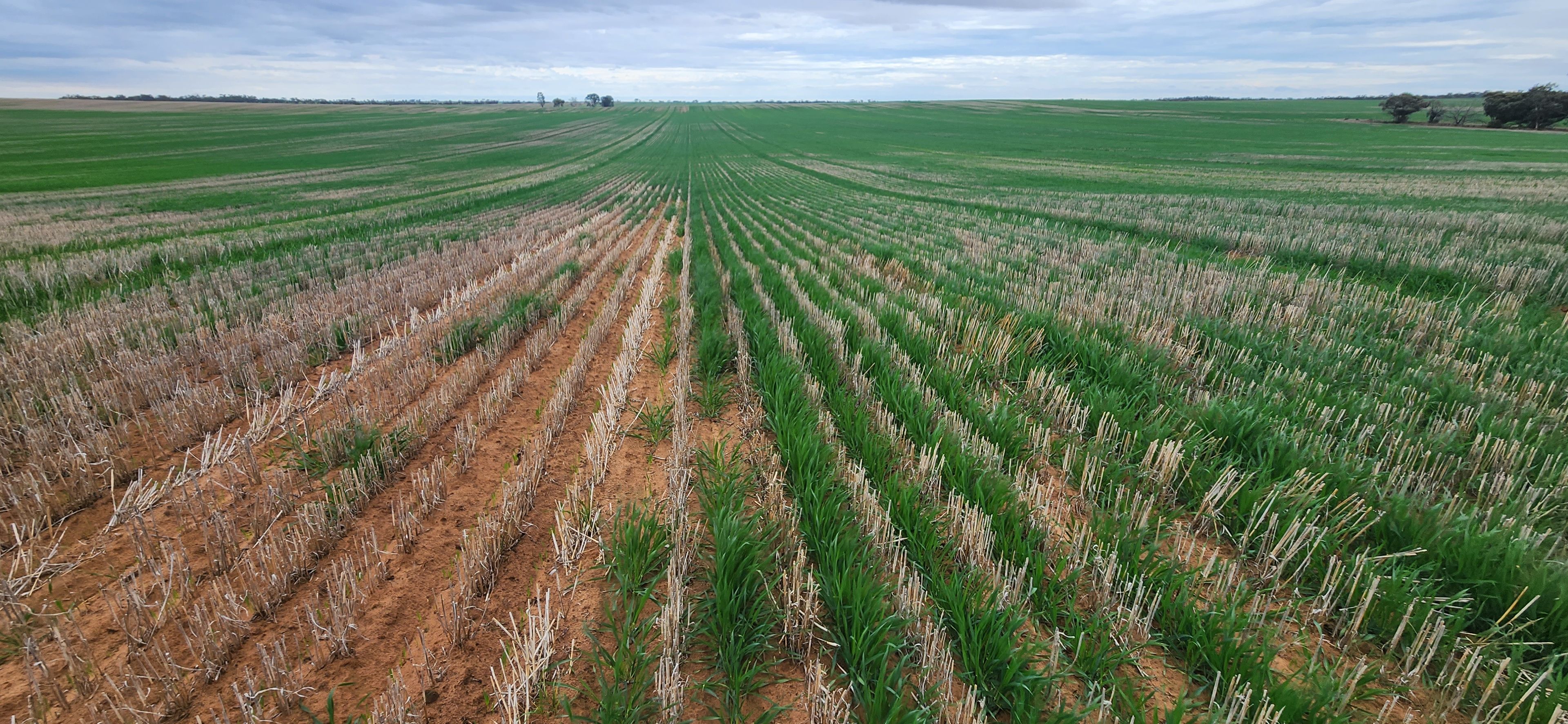 Paddock Perspectives | Jim Wakefield – Walpeup, VIC | Building a more ...