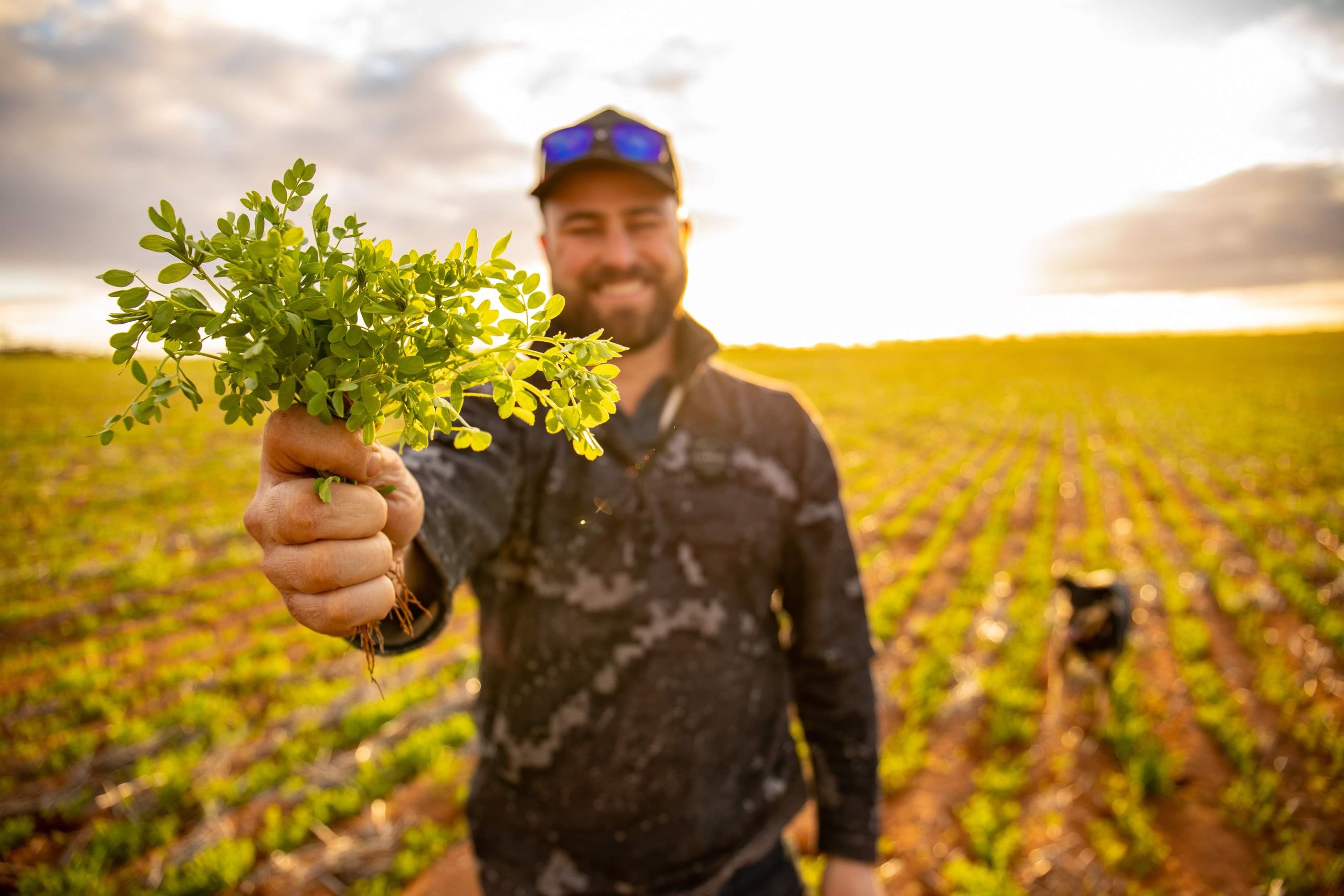 Become a GrainGrowers member | Building a more profitable and ...