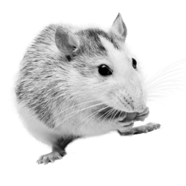 7 Best Pest Control Software Platforms [in 2024] — Vev