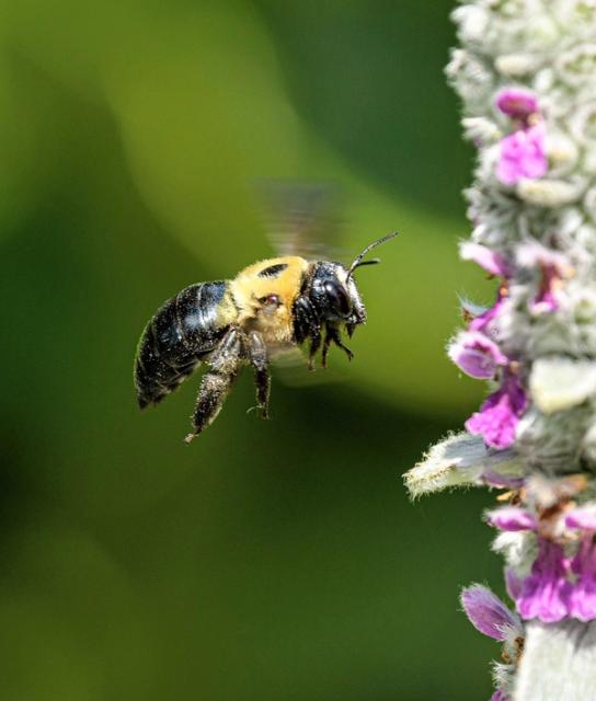 Native Bees