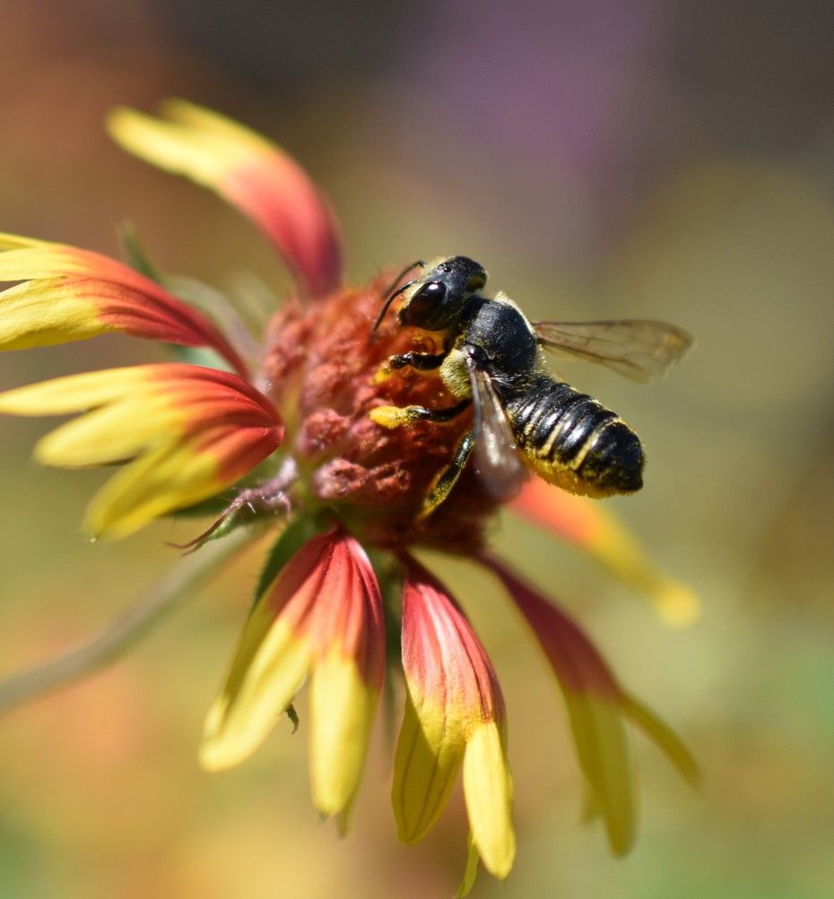 Native Bees