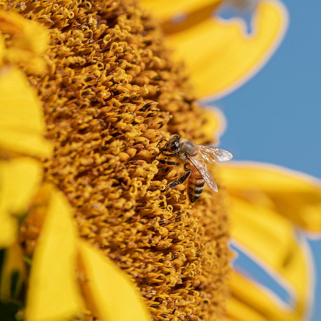 Busy Bee Honey | America's Truly Traceable Raw Honey