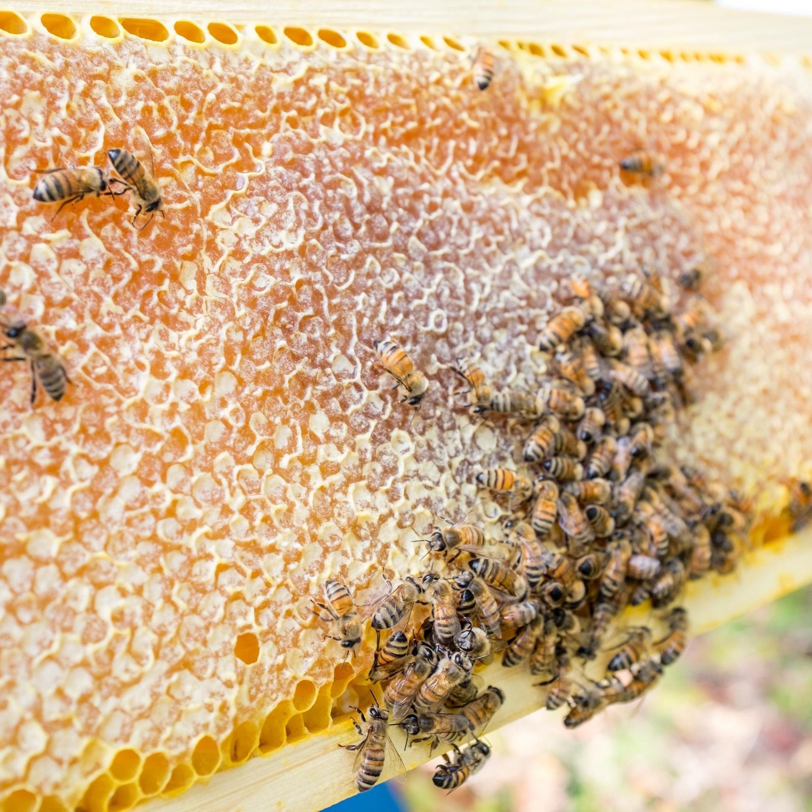Let's All Beesponsible