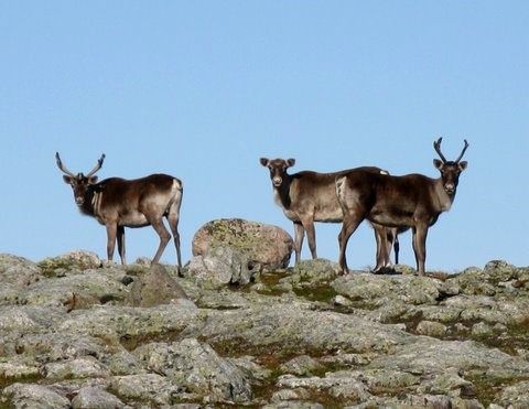 Ontario announces new caribou conservation program