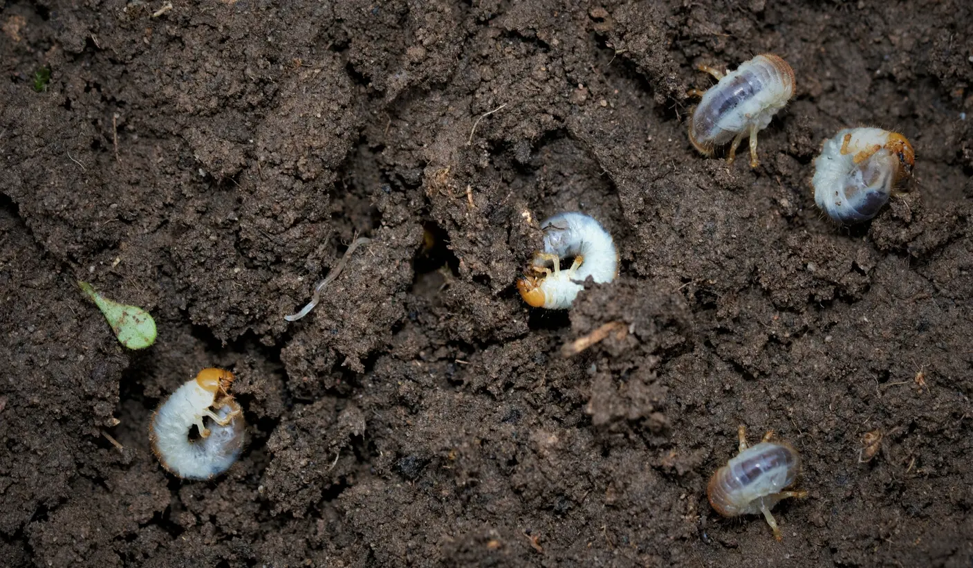 How to Deal with Chafer Grubs: Tips for a Healthy Lawn