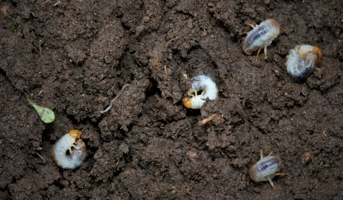How to Deal with Chafer Grubs: Tips for a Healthy Lawn