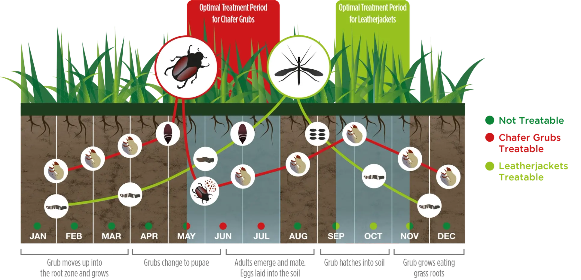 Lawn Pests - Our guide to Leatherjackets