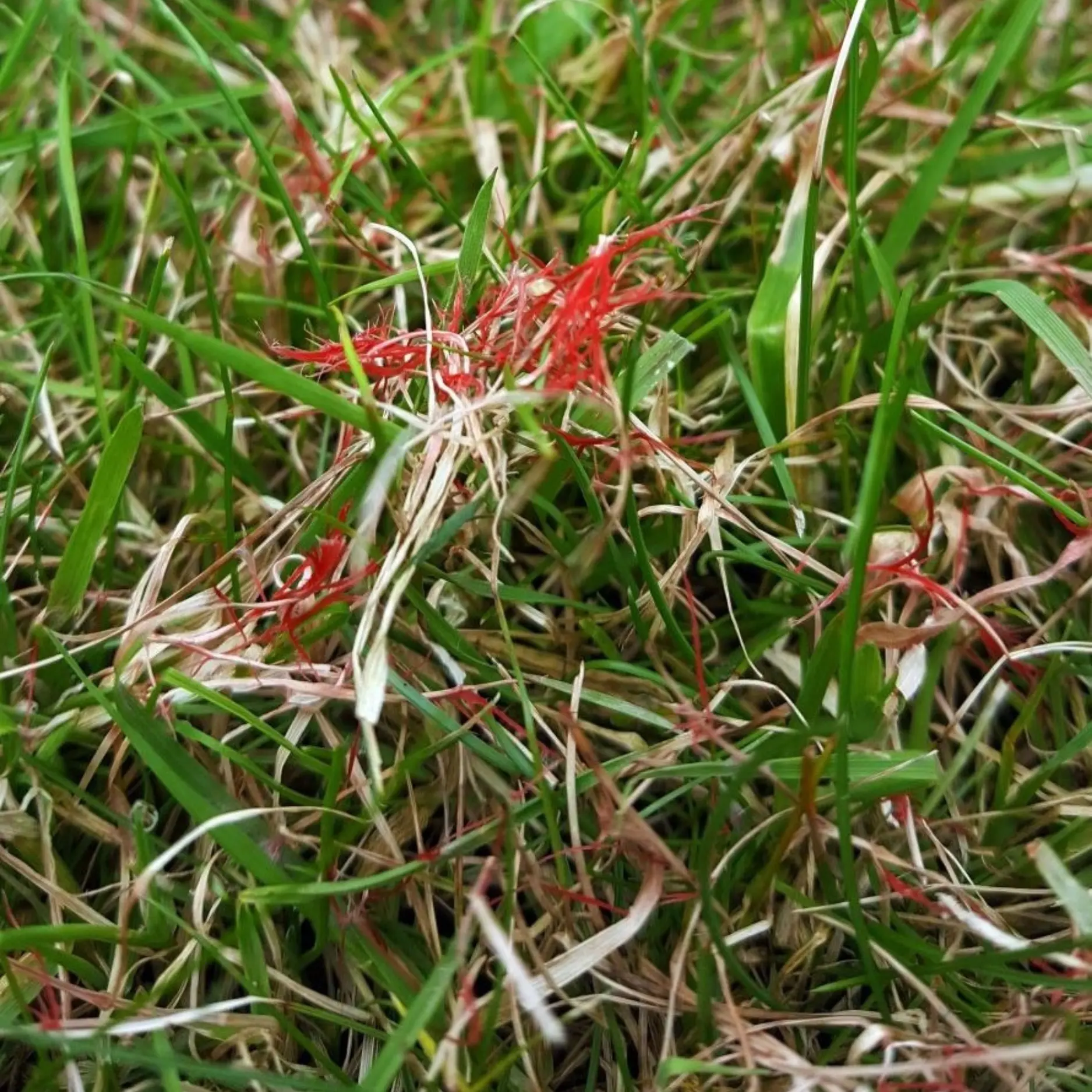UK Lawn Guide: What Kind of Grass to Choose?